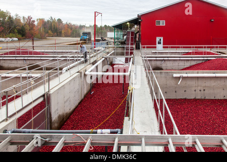 CRANBERRY ERNTE IN SAINT-LOUIS-DE-BLANDFORD, IN DER REGION CENTRE-DU ...