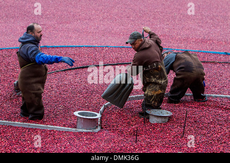 CRANBERRY ERNTE IN SAINT-LOUIS-DE-BLANDFORD, IN DER REGION CENTRE-DU ...