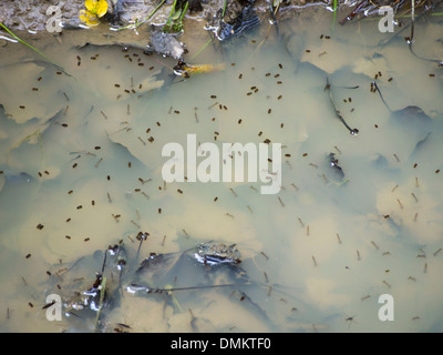 Mückenlarven in einem stagnierenden Wasser Pool. Larven von Mücken ...