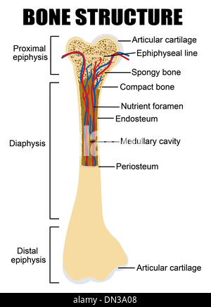 Menschliche Knochen Anatomie und Diagramm Abbildung Stock-Vektorgrafik ...
