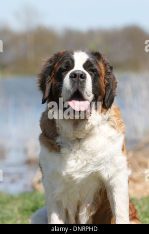 Hund Bernhardiner Langhaar Erwachsenen Porträt Stockfotografie - Alamy
