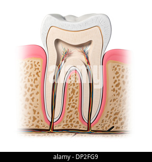 Zahn-Anatomie Querschnitt für medizinische Zahnklinik und Kieferchirurg ...