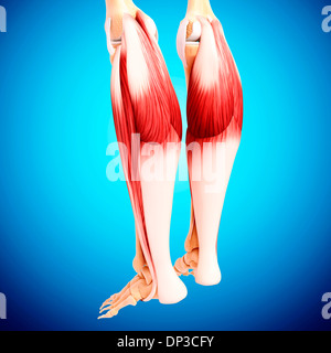 Anterioren Ansicht des menschlichen Beinmuskulatur Stockfoto, Bild ...