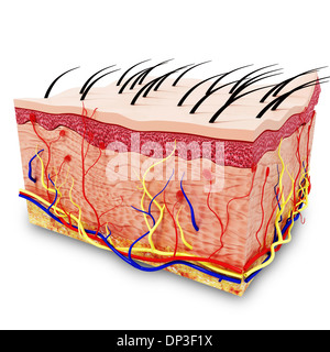 Darstellung der Haut Abschnitt Stockfoto, Bild: 135006895 - Alamy