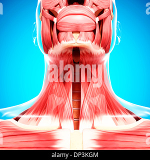Menschlichen Halsmuskulatur, artwork Stockfoto, Bild: 65243465 - Alamy