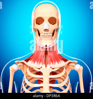 Menschlichen Halsmuskulatur, artwork Stockfoto, Bild: 65243465 - Alamy