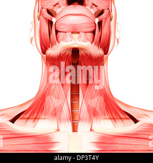 Menschlichen Halsmuskulatur, artwork Stockfoto, Bild: 65243465 - Alamy