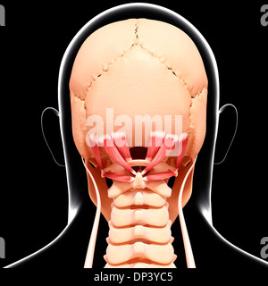 Menschlichen Halsmuskulatur, artwork Stockfoto, Bild: 65241305 - Alamy