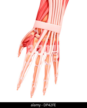 Menschliche Hand Muskulatur, artwork Stockfoto, Bild: 65221543 - Alamy