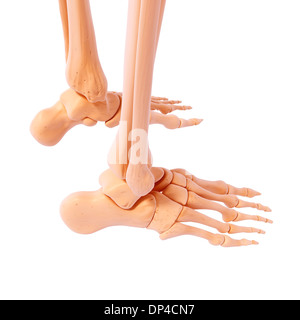 Anatomie der menschlichen Skelettsysteme der Fußknochengelenke ...