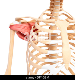 Menschlichen Schulter Muskulatur, artwork Stockfoto, Bild: 65258289 - Alamy