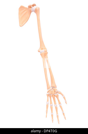 Knochen von Arm und Schulter Abbildung Vektor Abbildung - Bild ...