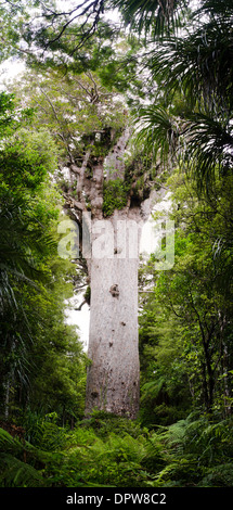 Kauri-Bäumen, Tane Mahuta Baum, Waipoua Forest, North landen Waldpark ...