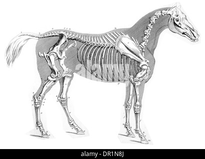 Pferd Skelett, Kunstwerk Stockfotografie - Alamy