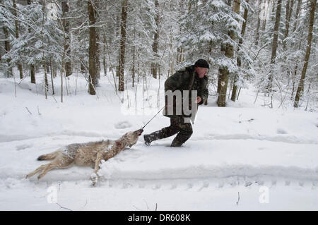 21. März 2009 - Minsk, Belarus - Winter Wolf Jagd in Russland. Wolf ...