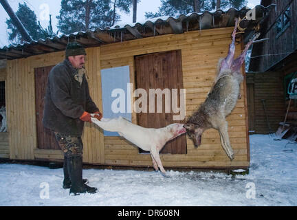 21. März 2009 - Minsk, Belarus - Winter Wolf Jagd in Russland. Wolf ...