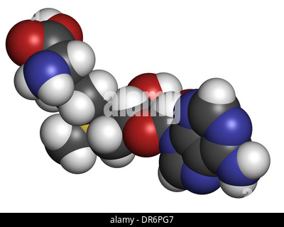 S-Adenosyl-Methionin (SAM)-Molekül. Wesentlich in mehreren ...