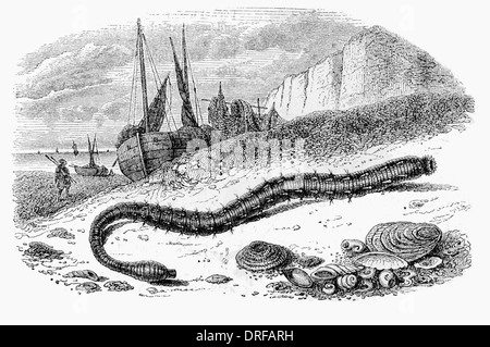 Wattwurm, Sandwurm oder Interpretation Marina Alter Stich. Alten ...