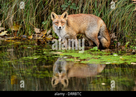 Rotfuchs fox Predator Caniden listige europäischen Fuchs Vulpes Vulpes ...