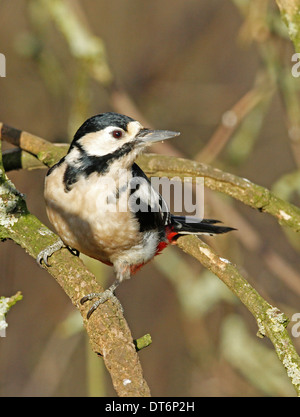Federn von der Buntspecht (Dendrocopos major) und ein grünspecht (Picus ...