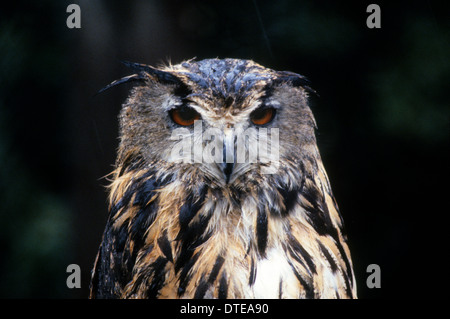 ASIO Otus, Waldohreule. Nest eines Vogels mit Eiern in der Natur ...