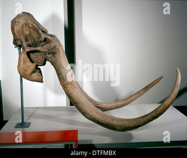 Mammuthus Trogontherii, Steppe Mammut Stockfotografie - Alamy
