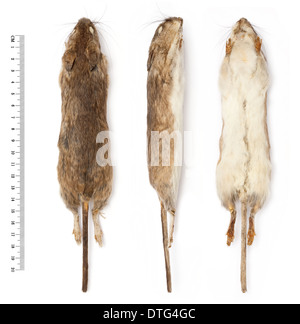 Eine wüste Känguru Ratte Stockfotografie - Alamy