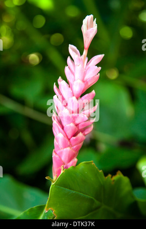 Tropische Blumen in Diamond Botanical Gardens, St. Lucia in der Karibik ...