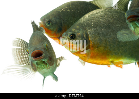 Mosambik Tilapia Jagt EINEN Tambaqui Fish Live Animals Studio Aquarium ...