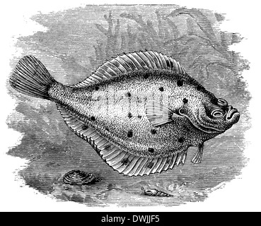 Ein schwarz-weiß Zeichnung eine Flunder Stockfotografie - Alamy