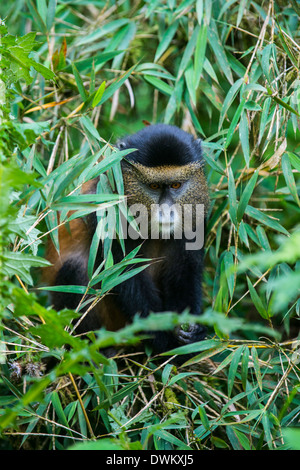 Goldener Affe (Cercopithecus kandti) im Volcanoes National Park (Parc ...