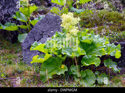 Blühende wilde Rhabarber in einer Almwiese in den Bergen Stockfoto ...