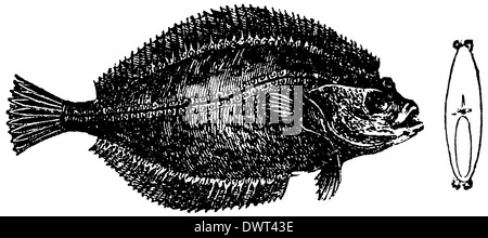 Ein schwarz-weiß Zeichnung eine Flunder Stockfotografie - Alamy