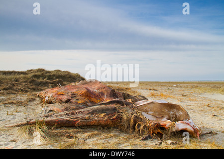 Kadaver eines Fischbein Wal am Strand angeschwemmt Stockfotografie - Alamy