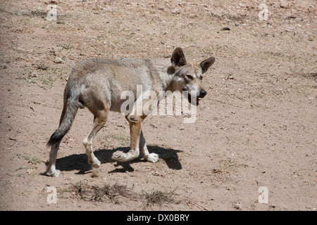 Arabischer Wolf (aka einsamen Wolf Canis Lupus Araber). Dieser Wolf ist ...