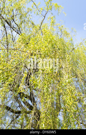 Ein junger weinender Weidenbaum, Salix Babylonica Pendula, im Gebiet ...