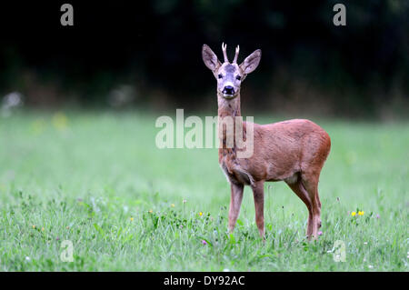 Reh (Capreolus Capreolus) Bock reiben samt aus Geweih gegen Baumstamm ...
