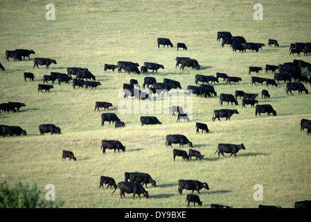 Black Angus, Rinder, Kühe, Prärie, South Dakota, USA, USA, Amerika ...