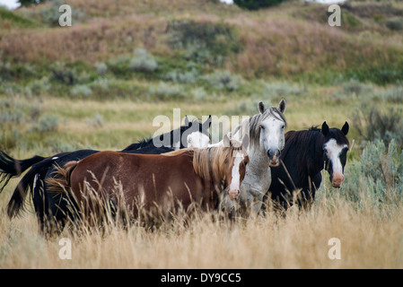 Wildpferd, Theodore Roosevelt Nationalpark, North Dakota, USA, USA ...