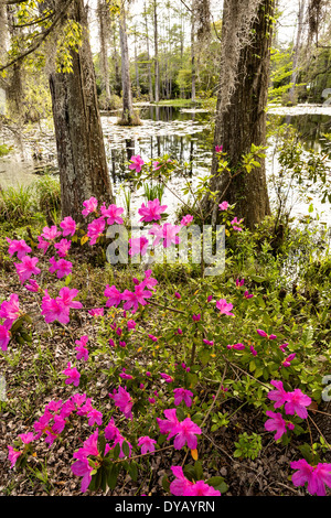 Azalea Sträucher blühen entlang der Blackwater Sumpfzypresse und Tupelo ...