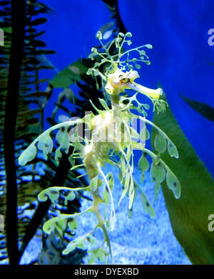 Leafy Fetzenfisch Phycodurus eques Stockfotografie - Alamy