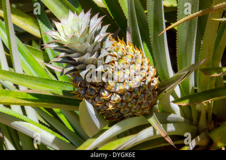 Insel Moorea, Französisch-Polynesien. Ananas-Felder auf den Schultern ...