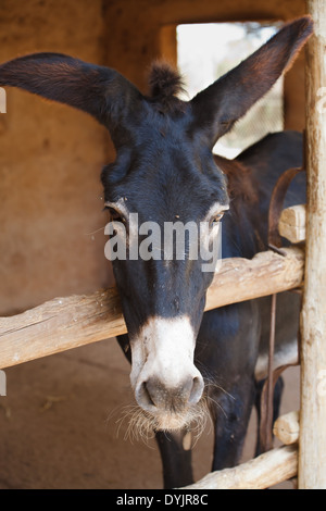 Esel Esel stall Stockfoto, Bild: 5920287 - Alamy