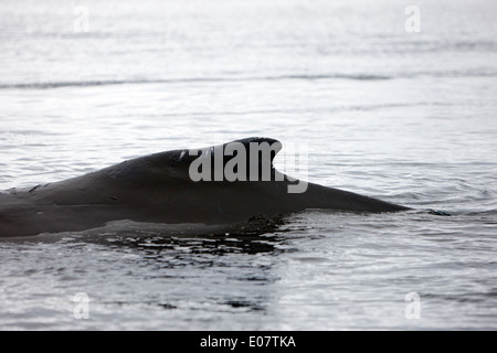 Buckelwal Anhebung seiner Rückenflosse über Oberfläche der Wilhelmina ...