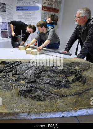 Freiberg / Deutschland. 6. Mai 2014. Paläontologen nehmen eine Knochen ...