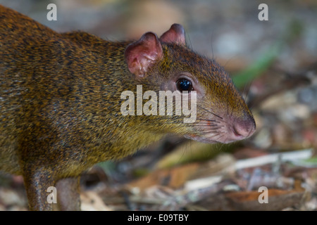 Mittelamerikanische Aguti - (Dasyprocta Trommler) - Costa Rica ...