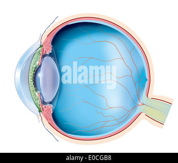 Anatomie des Vorderauges Stockfotografie - Alamy