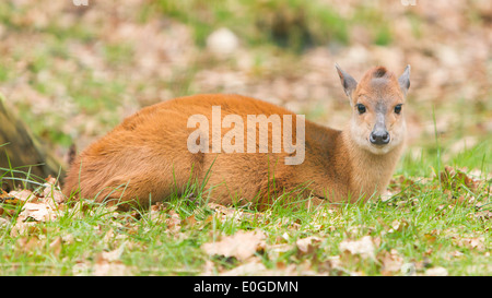 Roten Ducker, Cephalophus Natalensis, Umlalazi Naturschutzgebiet ...
