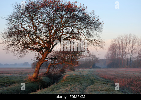 Aufgehende Sonne auf windumtosten Eichen. Quercus Robur. Frostiger ...