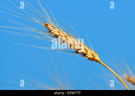 Durum-Weizen, Triticum Durum Stockfoto, Bild: 84710415 - Alamy